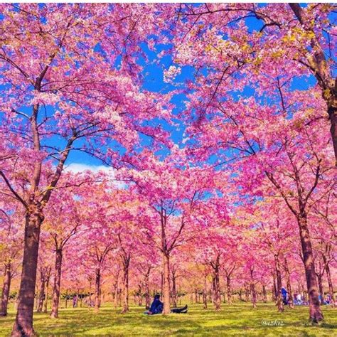 Japanese Cherry Blossom Blue
