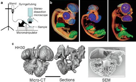 A Microinjection Setup [2] B Isosurface Renderings Of Days 4 Download Scientific