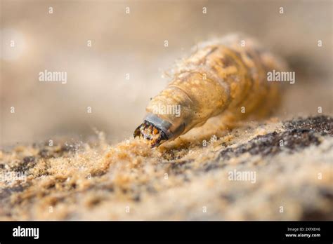 Crane Fly Larva Tipula Sp Europe November Controlled Conditions