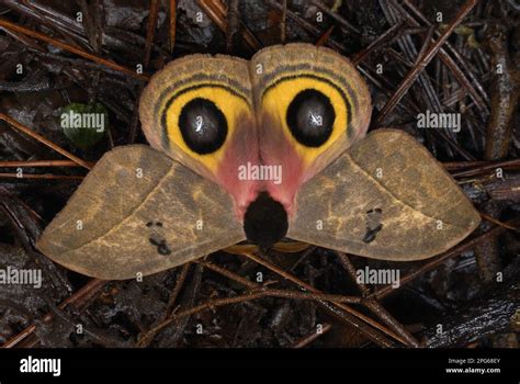 Owl Moth Automeris Belti Adult Flashing Eyespots And Showing