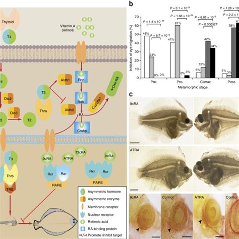 Molecular Signatures In Flatfish Eye Migration A Putative Cross Talk