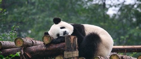 Hibernate Lazy Fetching Dev Community