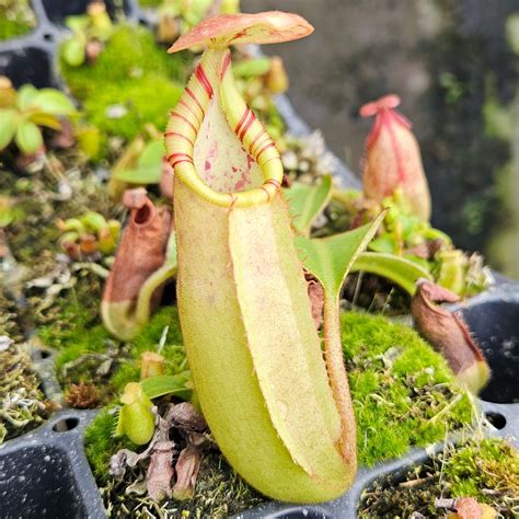 Nepenthes Regal Vortex Predatory Plants