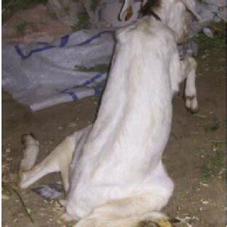 Cerebellum From Intoxicated Goat 53o Day Note The Presence Of