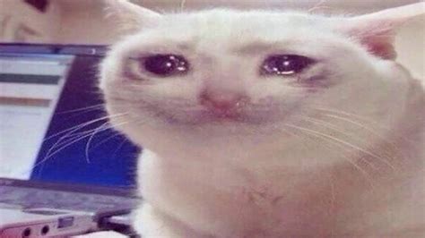 Create Meme The Cat Meme Is Sad Weeping Cats Crying Cat Meme