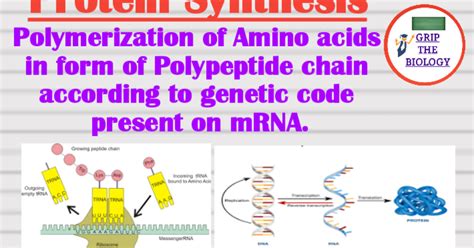 The Synthesis Of Polypeptide Chain Translation