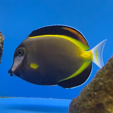 Powder Brown Tang Med Richmond Aquarium