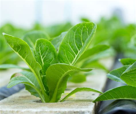 Hydroponics Vs Aeroponics What S The Difference Bright Lane Gardens