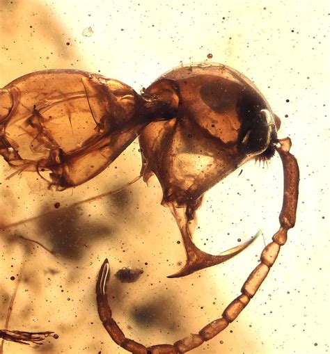 Rare Haidomyrmex Hell Ant Fossil Inclusion In Burmese Amber Ebay