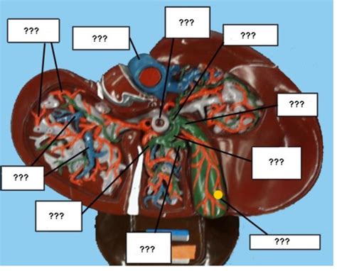 Liver Model Flashcards Quizlet