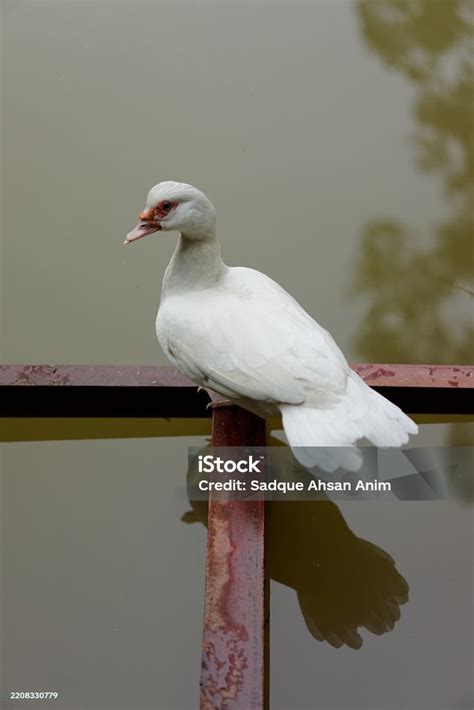 흰 갈매기가 야생의 자연 속에서 붉은 부리를 가진 새 근처를 날아갑니다 0명에 대한 스톡 사진 및 기타 이미지 0명 가금류 갈색 Istock