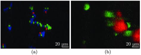 A Visualization Of Proportion Maps Of Ps Red Pmma Green And Mr