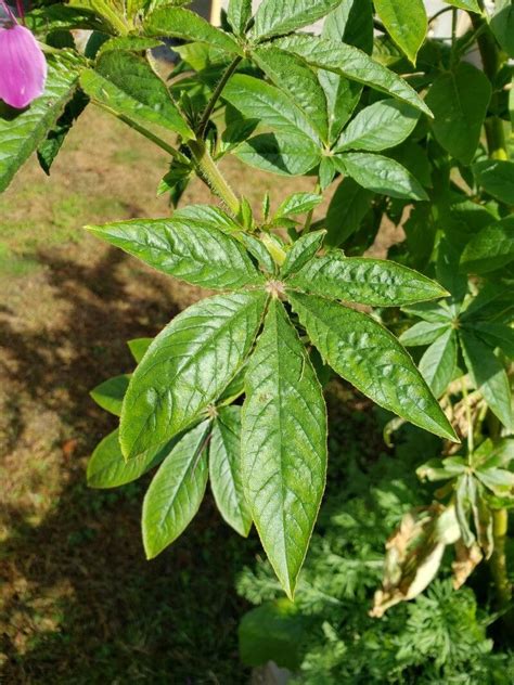 Spider Flower Leaves