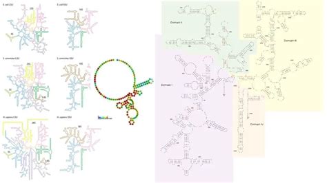 Rna Definition Structure Types Application Biology Notes Online
