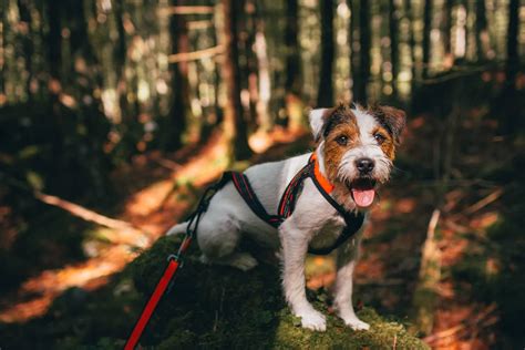 Terrier Noir Parson Russell Parson Russell Terrier Zucht Mckinleys