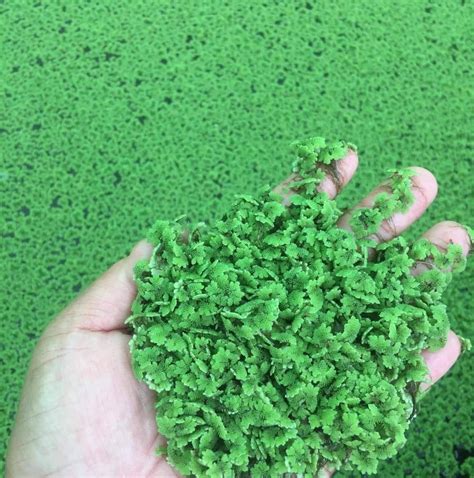 អាសូឡា ចំណីស្វត មាន់ ទា ជ្រូក