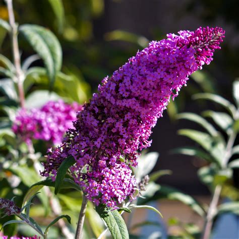 Butterfly Bushes Dwarf Buddleia Spring Butterfly Bushes Easy To