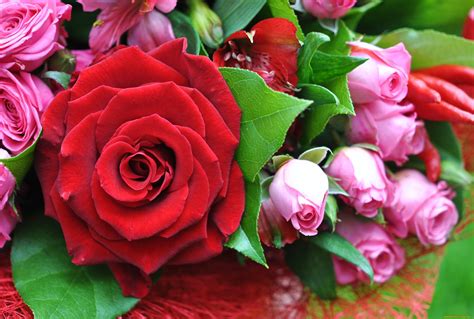 Обои Цветы Розы обои для рабочего стола фотографии цветы розы макро Обои для рабочего стола