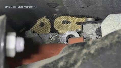 Python Found Inside Geneva Womans Car Nbc Chicago