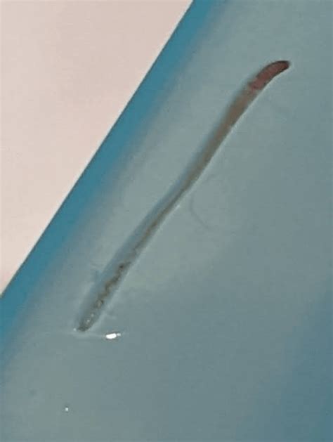 What Is This Thing Looks Like A Parasitic Worm Maybe R Whatisthisbug