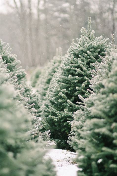 Evergreen Trees Christmas Tree Photography Christmas Tree Farm