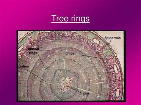Ppt Plant Growth Powerpoint Presentation Free Download Id5617334