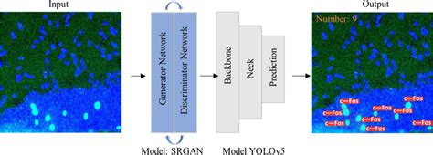diagram of model structure images were imported into super resolution