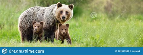 Brown Bear Mother With Two Cubs On Green Meadow With Copy Space Stock