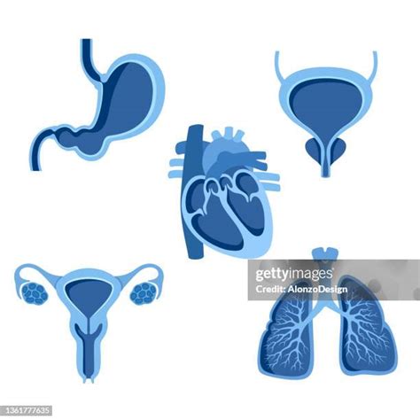 Ventricular Hypertrophy Photos And Premium High Res Pictures Getty Images