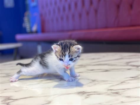 코리안숏헤어 점박이 샴입양 셀커크렉스입양 스코티쉬폴드입양 스핑크스입양 아메리칸숏헤어입양 아비시니안입양 터키시앙고라입양 페르시안입양 애완견입양 반려견입양 털빠짐없는소형견종류