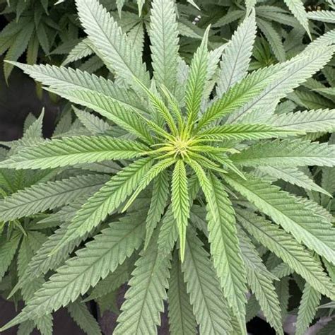 Premium Cultivars Pink Certz Grow Diary Journal Week16 By
