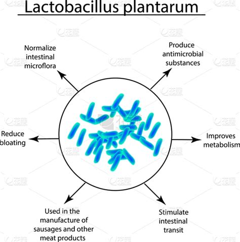 乳杆菌 房地产 益生菌 生物学 健康保健 生物科技 分子 植物群 双歧杆菌属素材 花瓣网