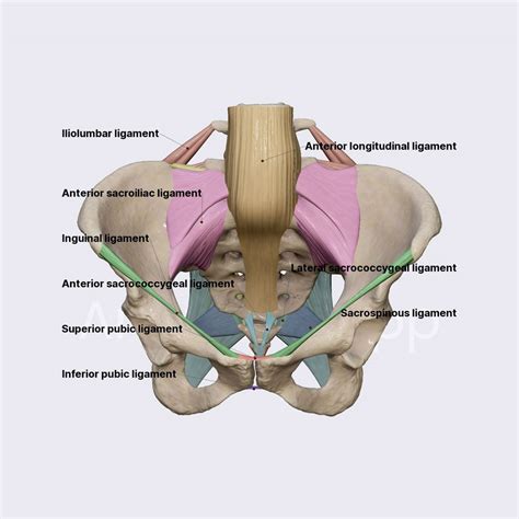 Joints Of Pelvis Anatomyapp