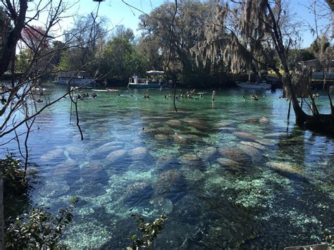 Surprising Surge How Floridas Manatees Are Thriving More Than Ever
