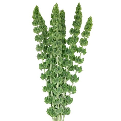 Bells Of Ireland Bulk Line Flower Phoenix Az