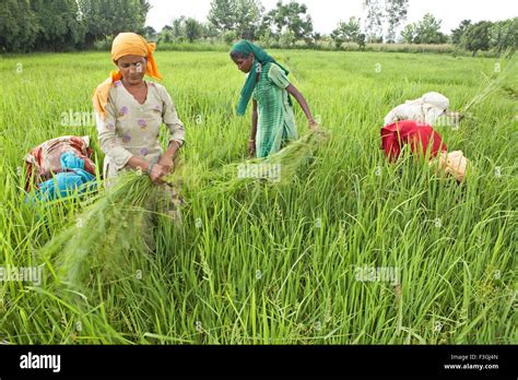 SENCE Agric Weed Control In Rice Production When Most OFF