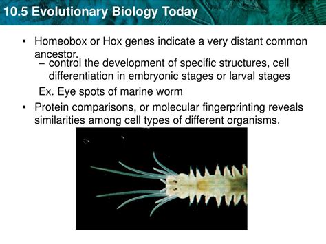 Ppt Two Closely Related Organisms Will Have Similar Dna And Rna Sequences Powerpoint