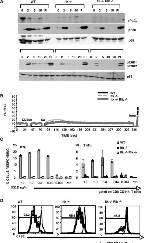 Figure 1 From Tec Kinases Itk And Rlk Are Required For Cd8 T Cell