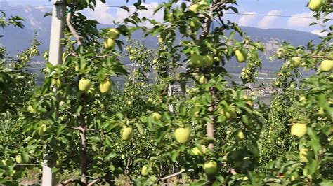 Auto Generated Dataset Apple Valid Object Detection Dataset By Dimitra