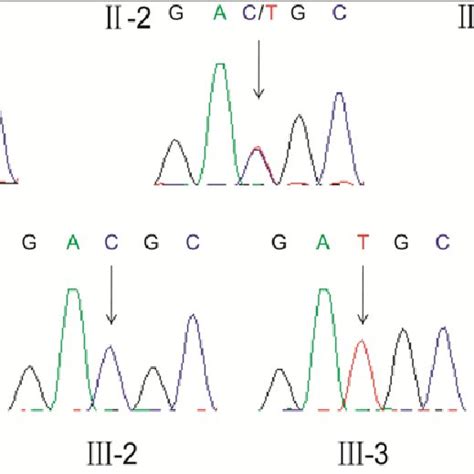 Sanger Sequencing Results Of Related Family Members Download Scientific Diagram