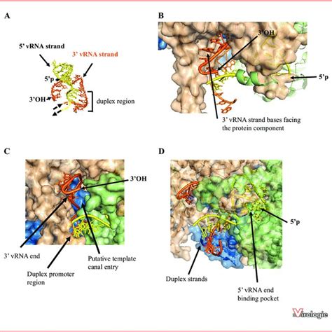 Rna Promoter Binding To The Polymerase All Images Are Generated From