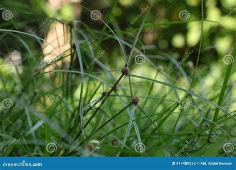 Blurred Of Kyllinga Brevifolia Grass Is A Species Of Sedgeincluding