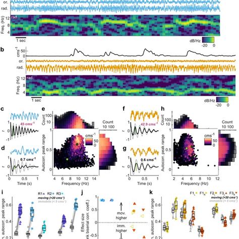 Rat Like Theta Oscillation In The Ferret Hippocampus During Locomotion Download Scientific