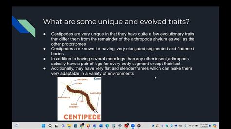 Protostomes Video Project Arthropoda Centipede Youtube