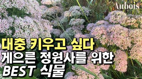 막 키워도 잘피는 꽃 🌾그라스와 분위기 있는 가을정원 한 번 정원에 심으면 봄부터 늦가을까지 오래오래 꽃피고 키우기 쉬운 꽃 노지월동 다년생 야생화 Youtube