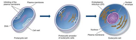 Chapter 19 Algae And The Origin Of Eukaryotic Cells