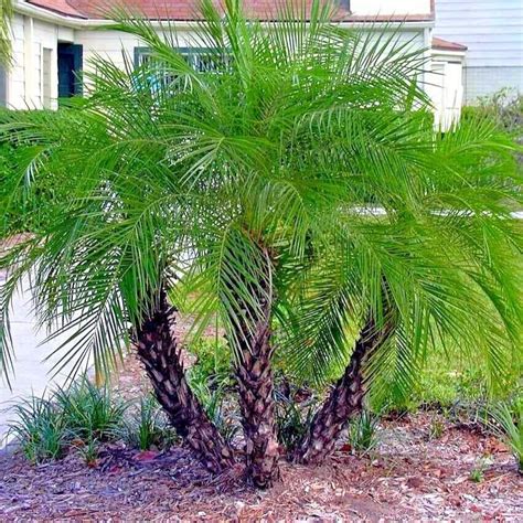 Dwarf Pygmy Date Palm Tree Seed Phoenix Roebelinii Great Indoor House