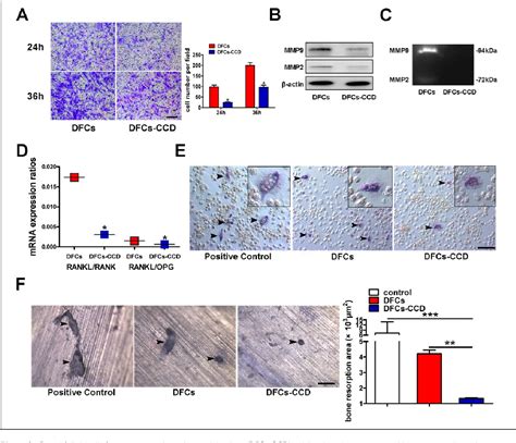 figure 2 from dental follicle cells participate in tooth eruption via
