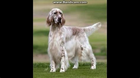 Top 5 ფრინველზე მონადირე ძაღლის ჯიში Youtube