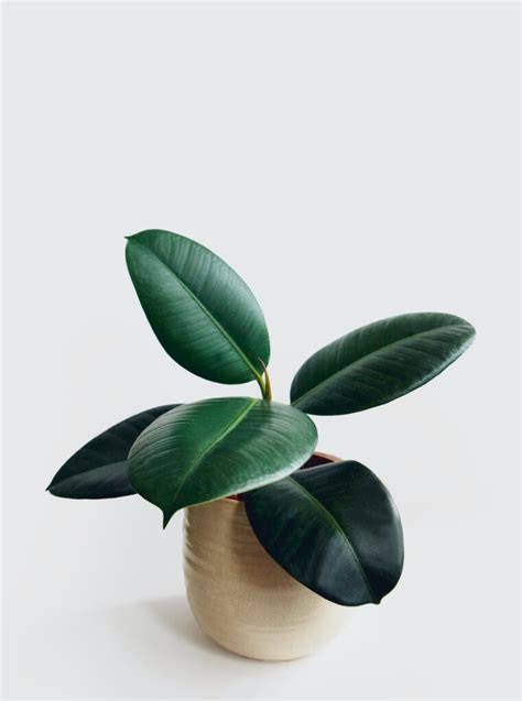 2 Methods To Propagate A Rubber Tree — Plantworksnyc